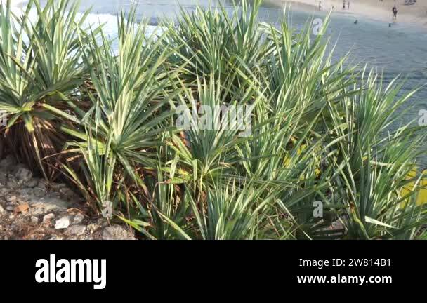 Fragrant Screwpine tree (Pandanus fascicularis, Pandanus odorifer ...
