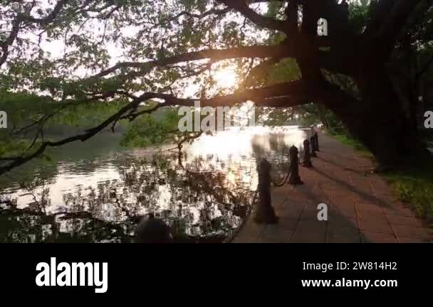 Sunlight through trees while walking on a footpath under tree on a ...