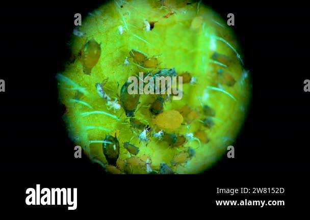 Aphid under a microscope, - aphid superfamily (Aphidoidea, Hemiptera ...