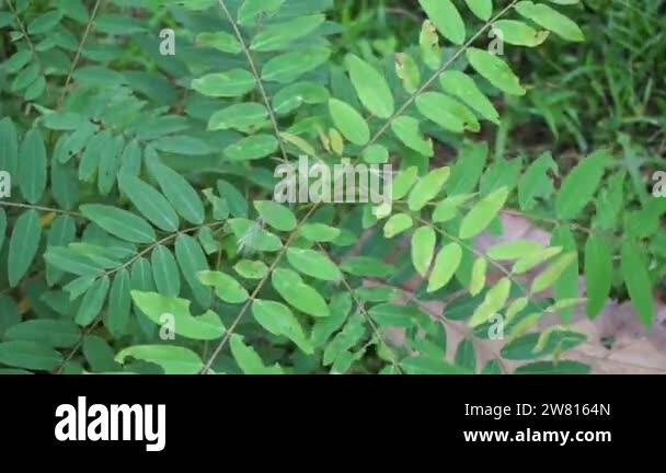 Senna siamea (Also known as Siamese cassia, kassod tree, cassod tree ...