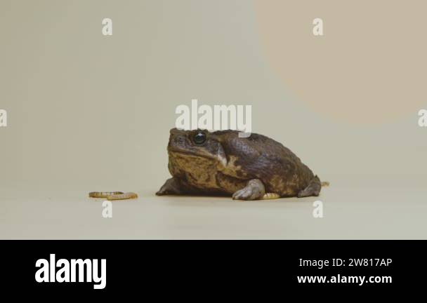 Cane Toad, Bufo marinus, eating larva on a beige background in the ...