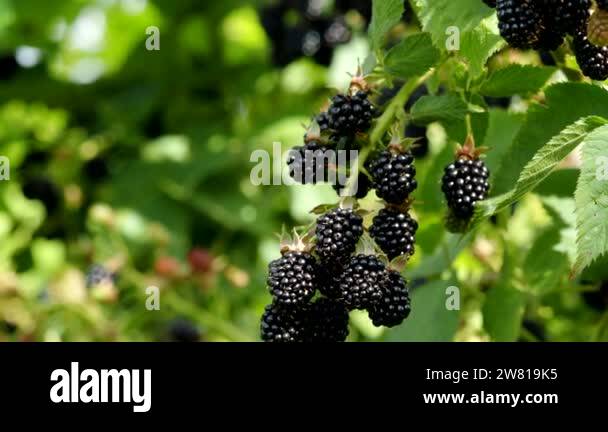 Natural fresh blackberries in garden in 4K VIDEO. Bunch of ripe ...