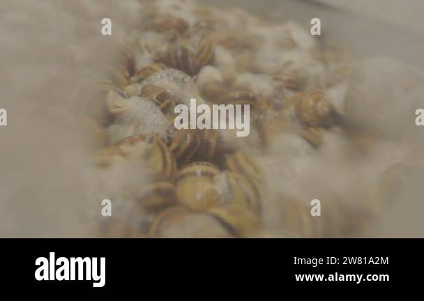 Extraction of mucin from snails. The modern method of snail extraction ...