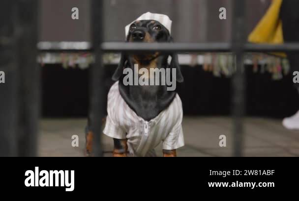 Lovely dachshund puppy in prison uniform with a cap is standing in ...