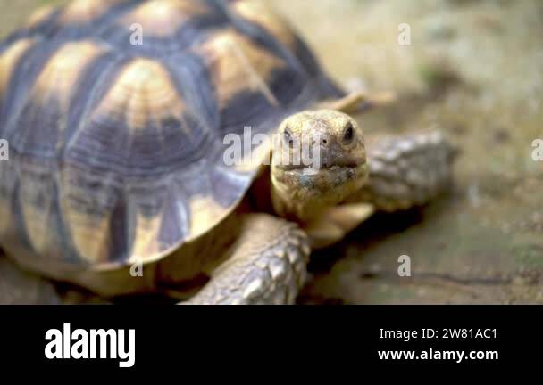 Head turn around Stock Videos & Footage - HD and 4K Video Clips - Alamy