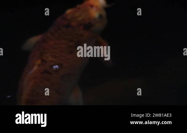 Blurry fish in water Stock Videos & Footage - HD and 4K Video Clips - Alamy