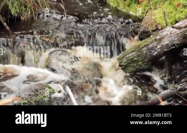 Forest foam Stock Videos & Footage - HD and 4K Video Clips - Alamy