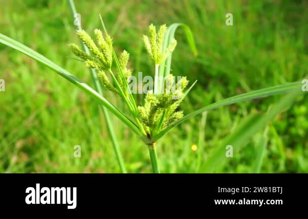 Cyperus rotundus (coco-grass, Java grass, nut grass, purple nut sedge ...