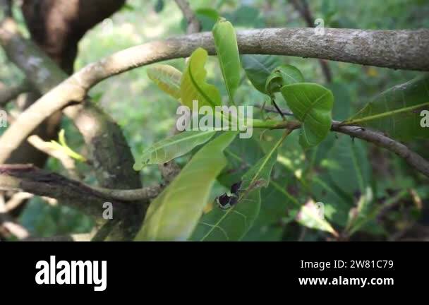 The cashew tree (Anacardium occidentale) with natural background ...