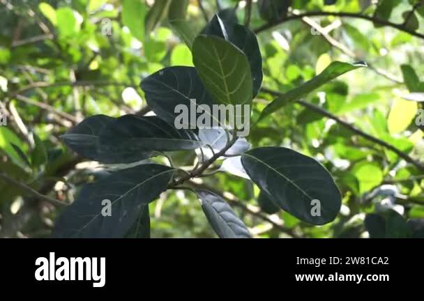 Green jack fruit leaves with natural background. The jack fruit (also ...