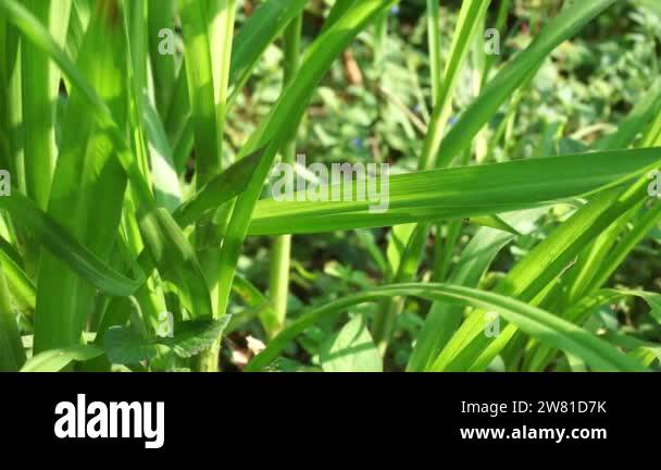 Pennisetum purpureum (also called elephant grass, naper grass, Uganda ...