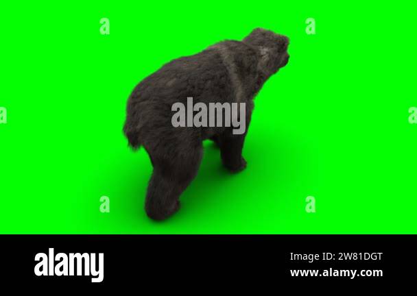 standing bear. Green screen realistic animation Stock Video Footage - Alamy