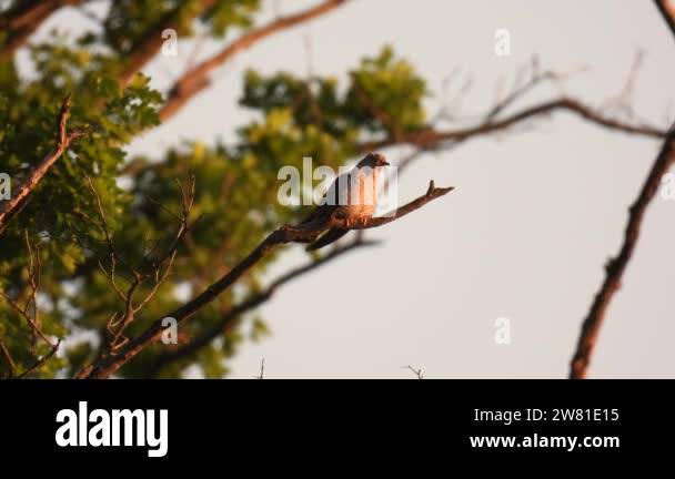 Common cuckoo in natural Stock Videos & Footage - HD and 4K Video Clips ...