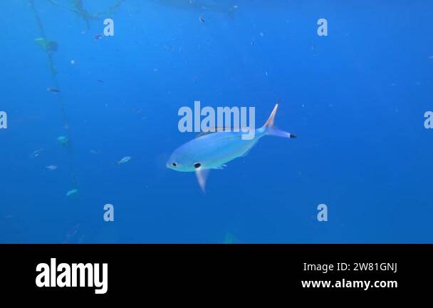 a beautiful blue fish swims at the bottom of the red sea the sun's rays ...