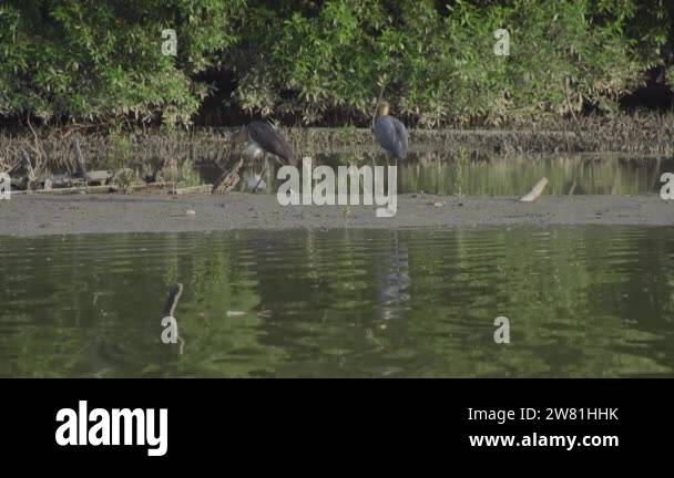 Lesser Adjutant Stork (Leptoptilos javanicus) eat fish and perched in a ...