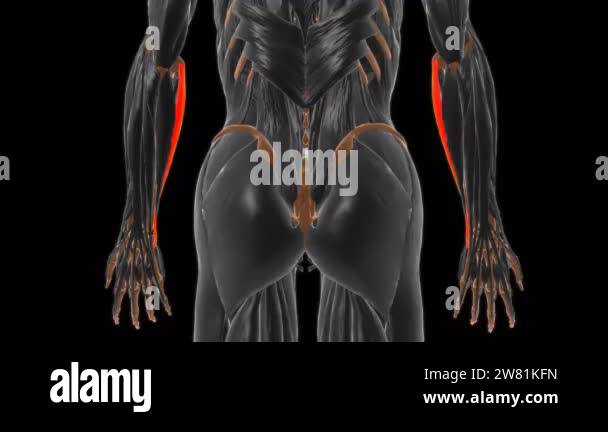 Humeral head of flexor carpi ulnaris Muscle Anatomy For Medical Concept ...