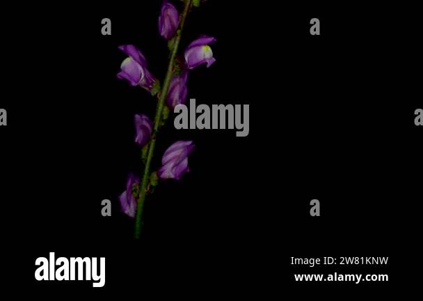 Linaria repens creeping toadflax Stock Videos & Footage - HD and 4K ...