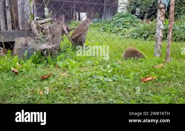 Hedgehog fence Stock Videos & Footage - HD and 4K Video Clips - Alamy