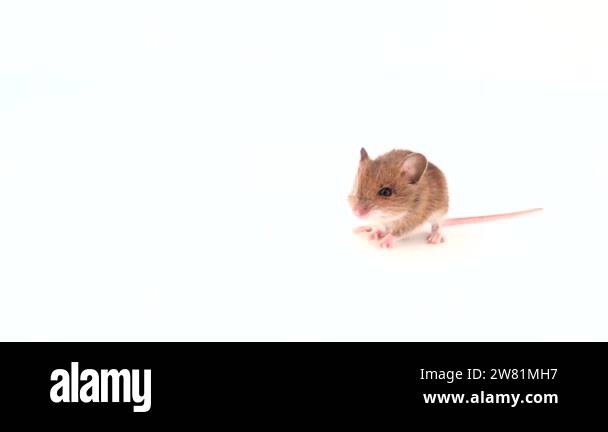 You little mouse Stock Videos & Footage - HD and 4K Video Clips - Alamy
