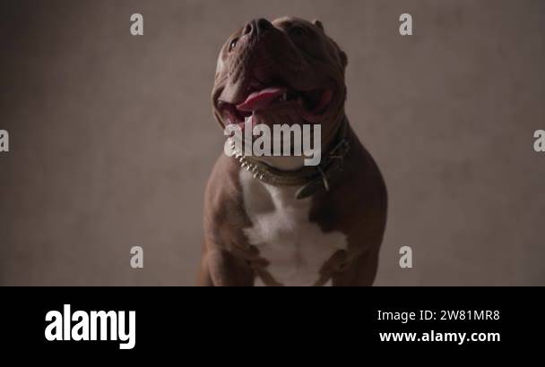 beautiful american bully dog sticking his tongue out then bowing his ...