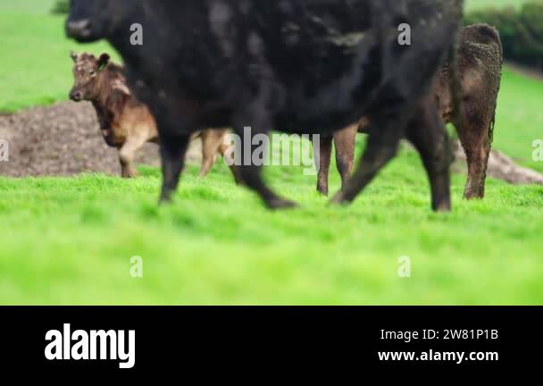 Close up of beef cows and calves grazing on grass in Australia, on a ...