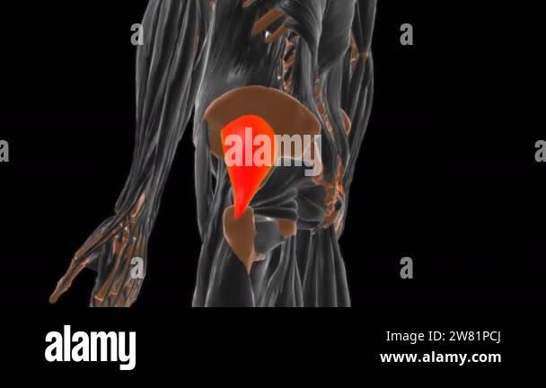 Gluteus minimus Muscle Anatomy For Medical Concept 3D Illustration ...