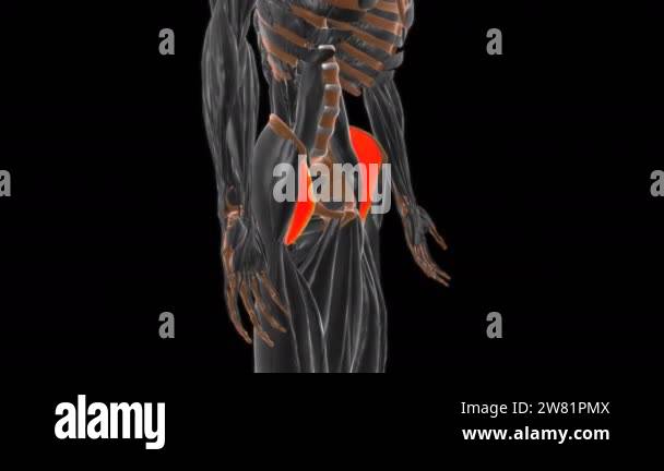 Iliacus Muscle Anatomy For Medical Concept 3D Illustration Stock Video ...