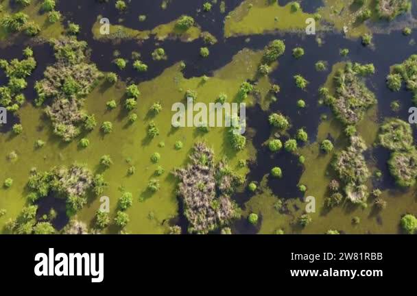 Peatland ecosystem Stock Videos & Footage - HD and 4K Video Clips - Alamy
