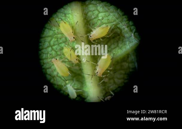 Aphid under a microscope, Aphididae - aphid superfamily (Aphidoidea ...