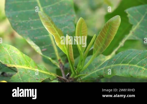 The cashew tree (Anacardium occidentale) with natural background ...