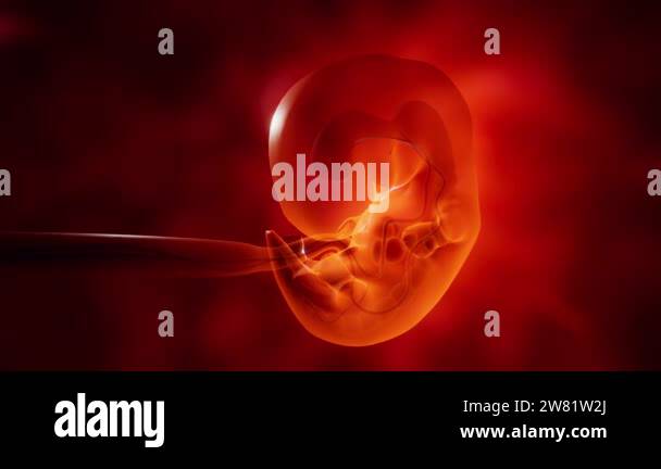 Embryo growth Stock Videos & Footage - HD and 4K Video Clips - Alamy