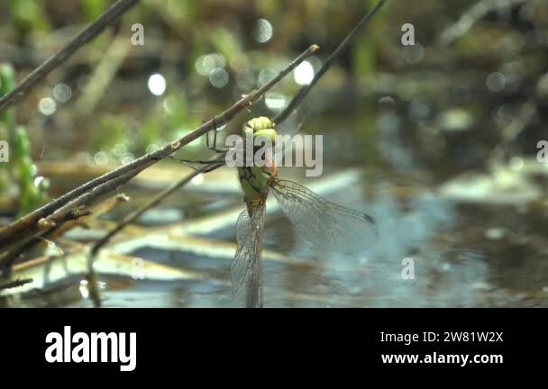 Portrait Dragonfly, dries and cleans after transformation birth, order ...