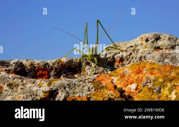 Predatory bush cricket, or the spiked magician (Saga pedo, Orthoptera ...