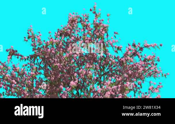 Peach Pink Flowers Top of Crown Tree is Swaying Breeze Wind Green Tree ...