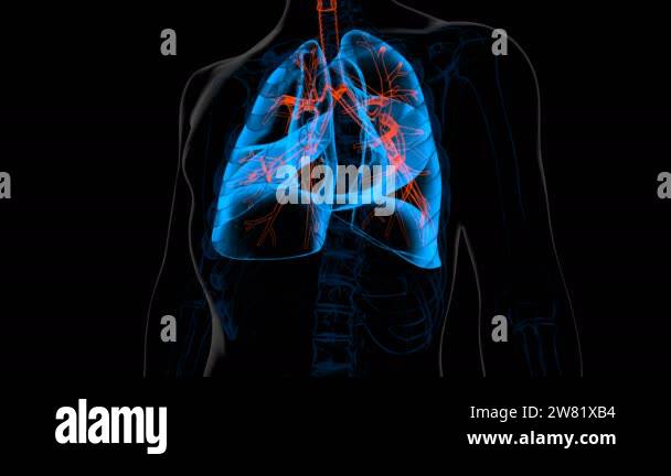 Human lungs breathing movement of inspiration and expiration function ...