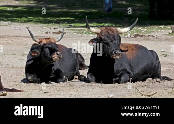 Heck cattle, Bos primigenius taurus, claimed to resemble the extinct ...