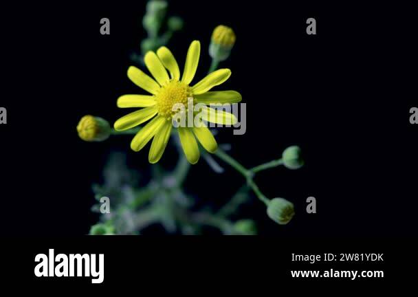 Senecio gallicus, an annual plant of the genus Senecio and family ...