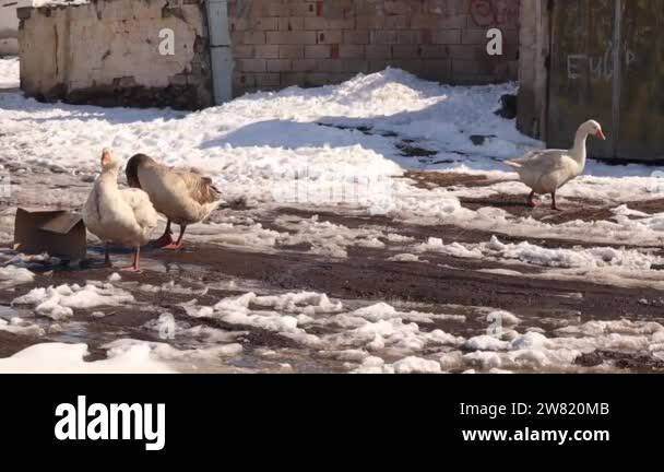 Geese arranging their feathers and looking for food in the winter ...