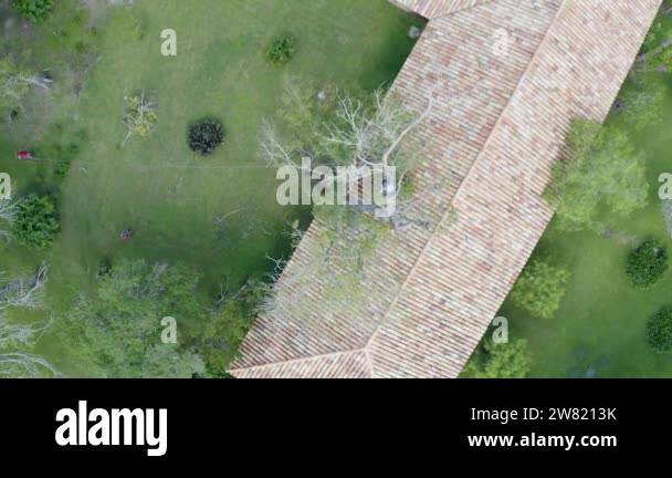 felling and pruning at height with an arborist working on the tree and ...