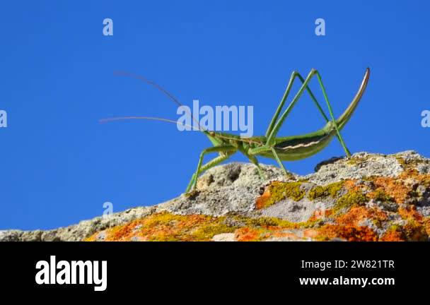 Predatory bush cricket, or the spiked magician (Saga pedo, Orthoptera ...