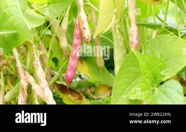 Ripe kidney bean growing on farm in 4K VIDEO.Bush with bunch of podsof ...