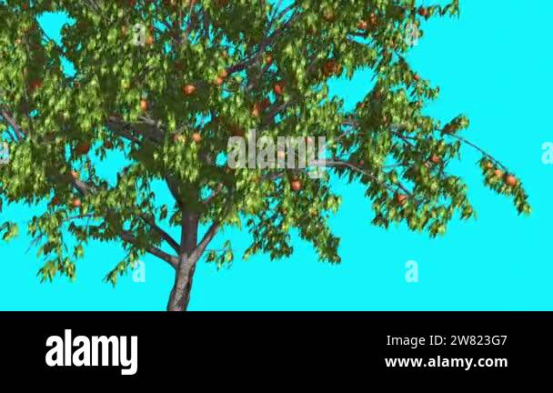 Peach Thin Tree with Fruits is Swaying at The Wind Green Tree Leaves ...