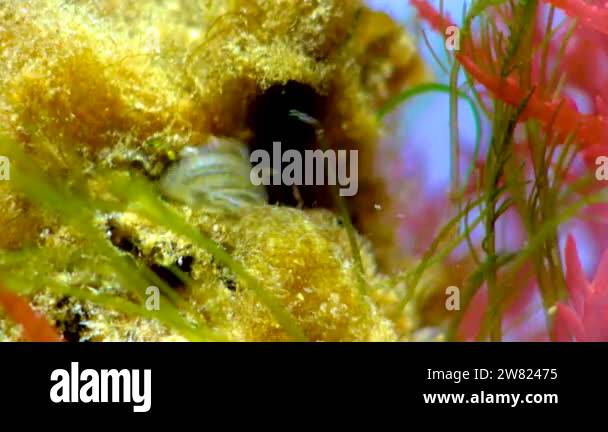 Crustacean Balanus sp. catches plankton among algae, Black Sea Stock ...