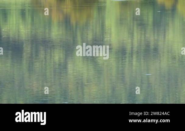 Surface skimming Stock Videos & Footage - HD and 4K Video Clips - Alamy