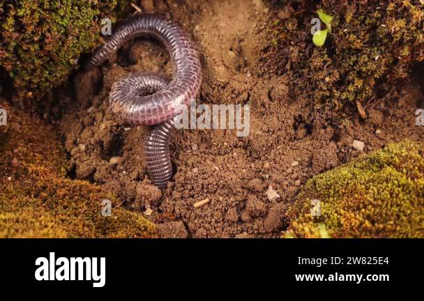 Blind snake digging in the soil. Blind snake is a non venomous; It looks like a worm (worm snake ...