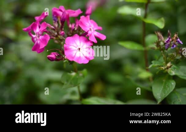 Pink phlox flowers growing in a flower bed. Polemoniaceae. Video static ...