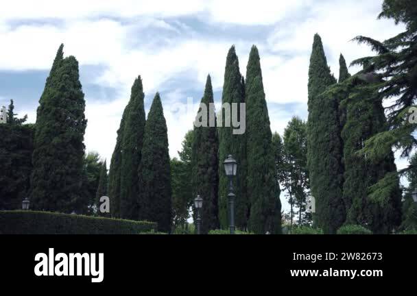 Majestic evergreen cypress trees on sky background growing on ancient ...
