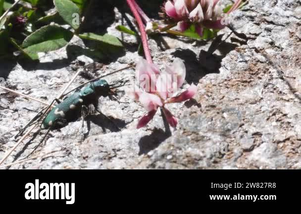 Alpine predator Stock Videos & Footage - HD and 4K Video Clips - Alamy