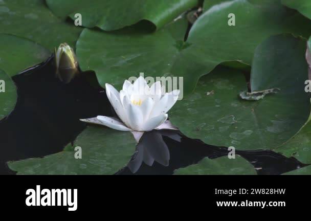 Structure of water lily leaves Stock Videos & Footage - HD and 4K Video ...