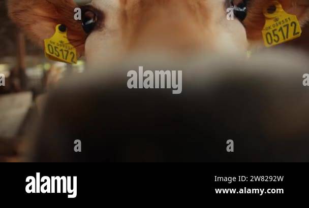 Muzzle cow close-up. Brown cow nose. Curious cow. Close up detail of ...